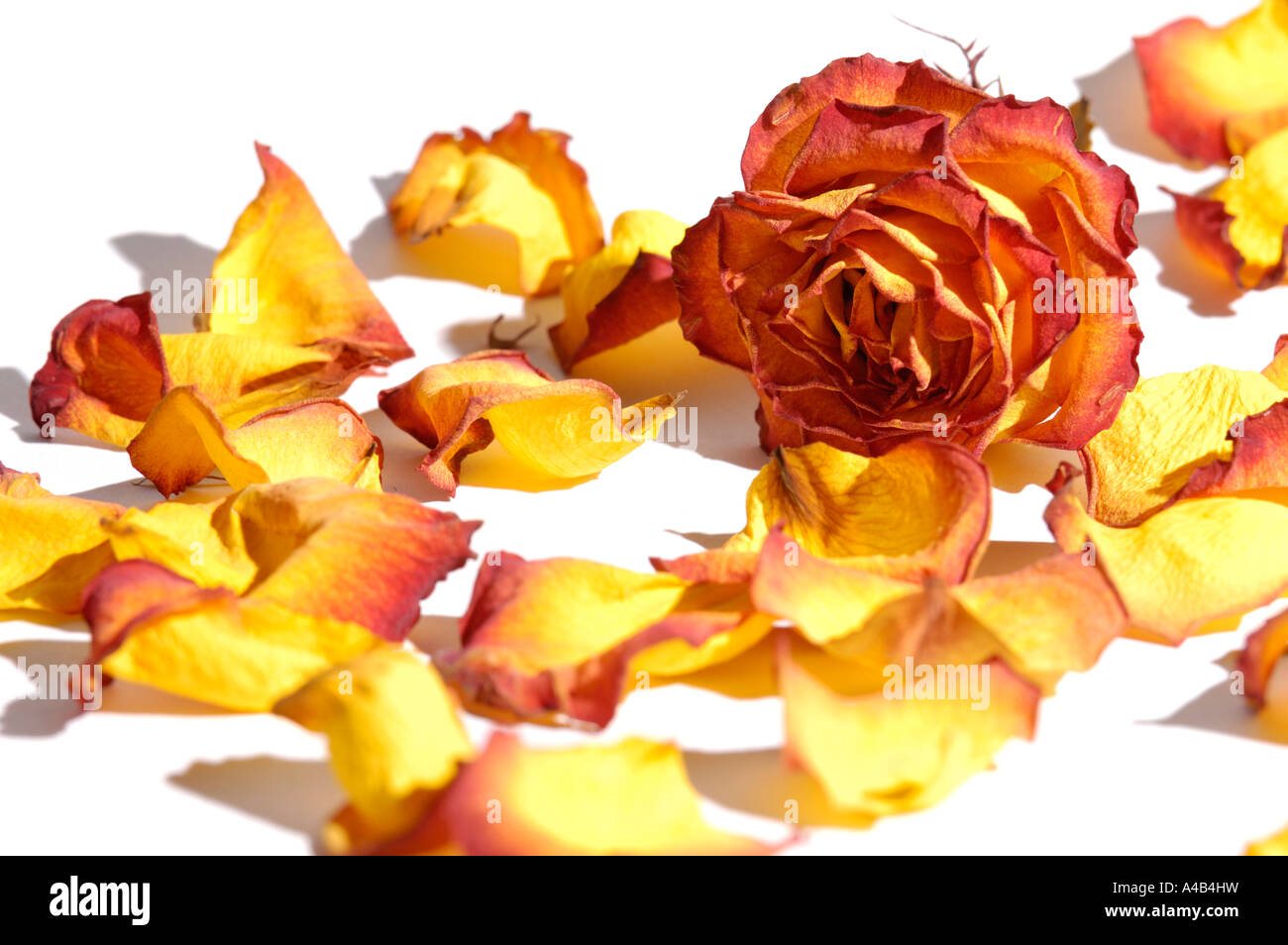 Withered orange rose and petals Stock Photo - Alamy
