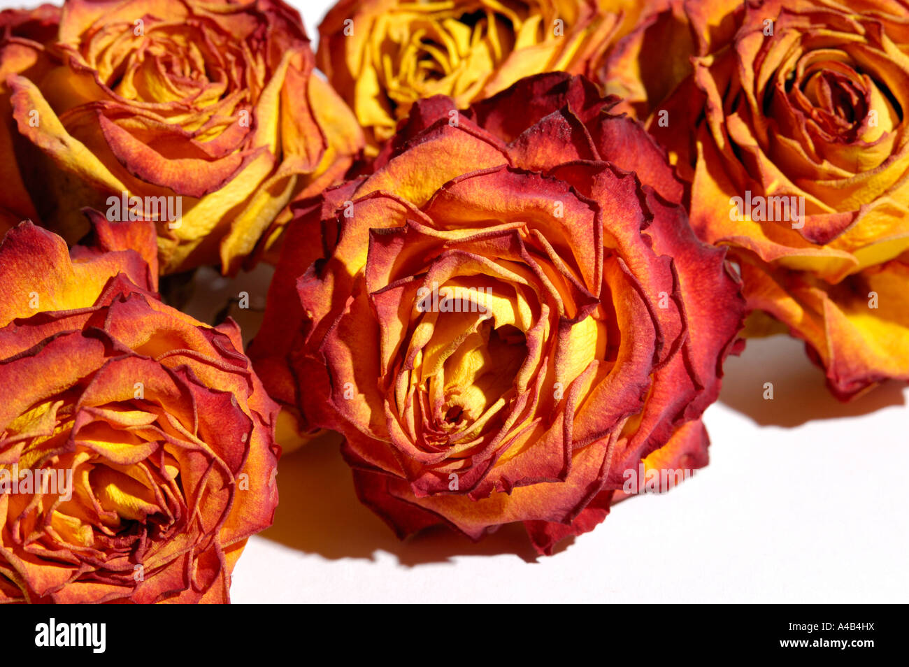 Withered orange roses Stock Photo - Alamy