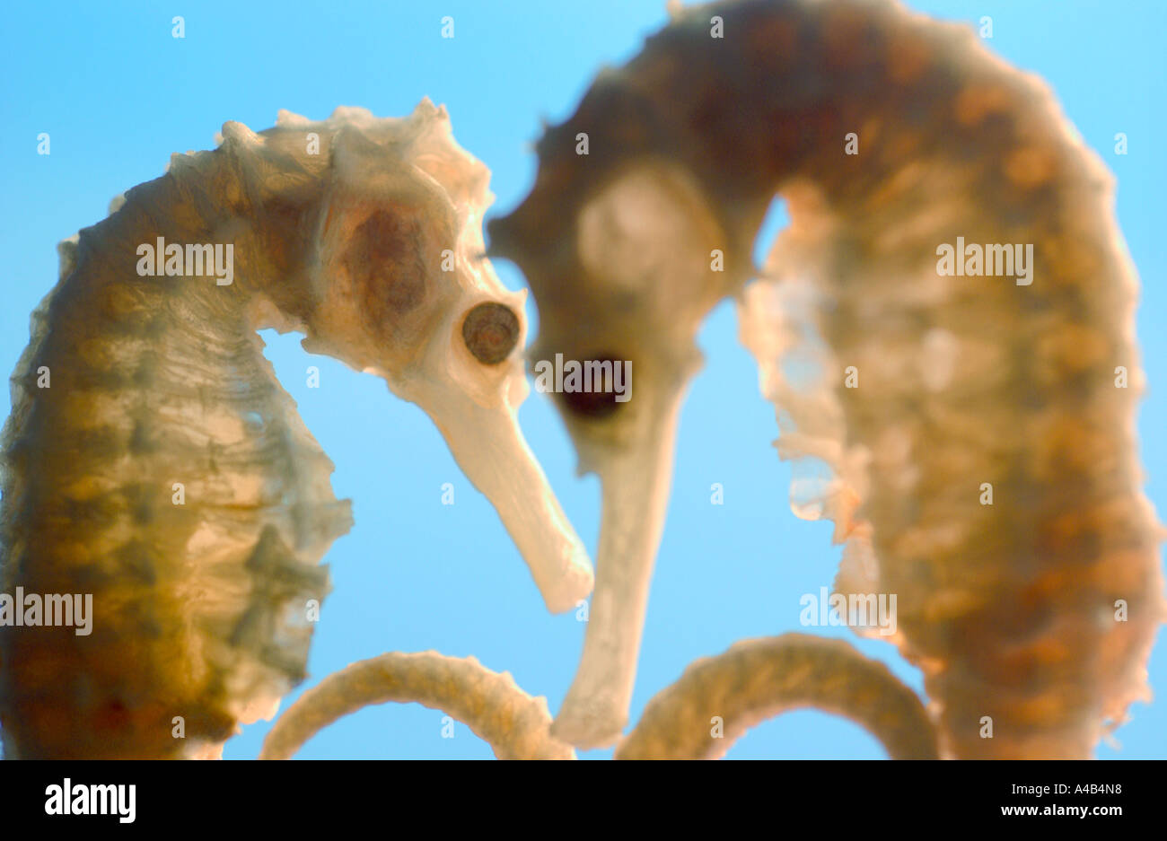 TWO SEAHORSES TOGETHER Stock Photo - Alamy