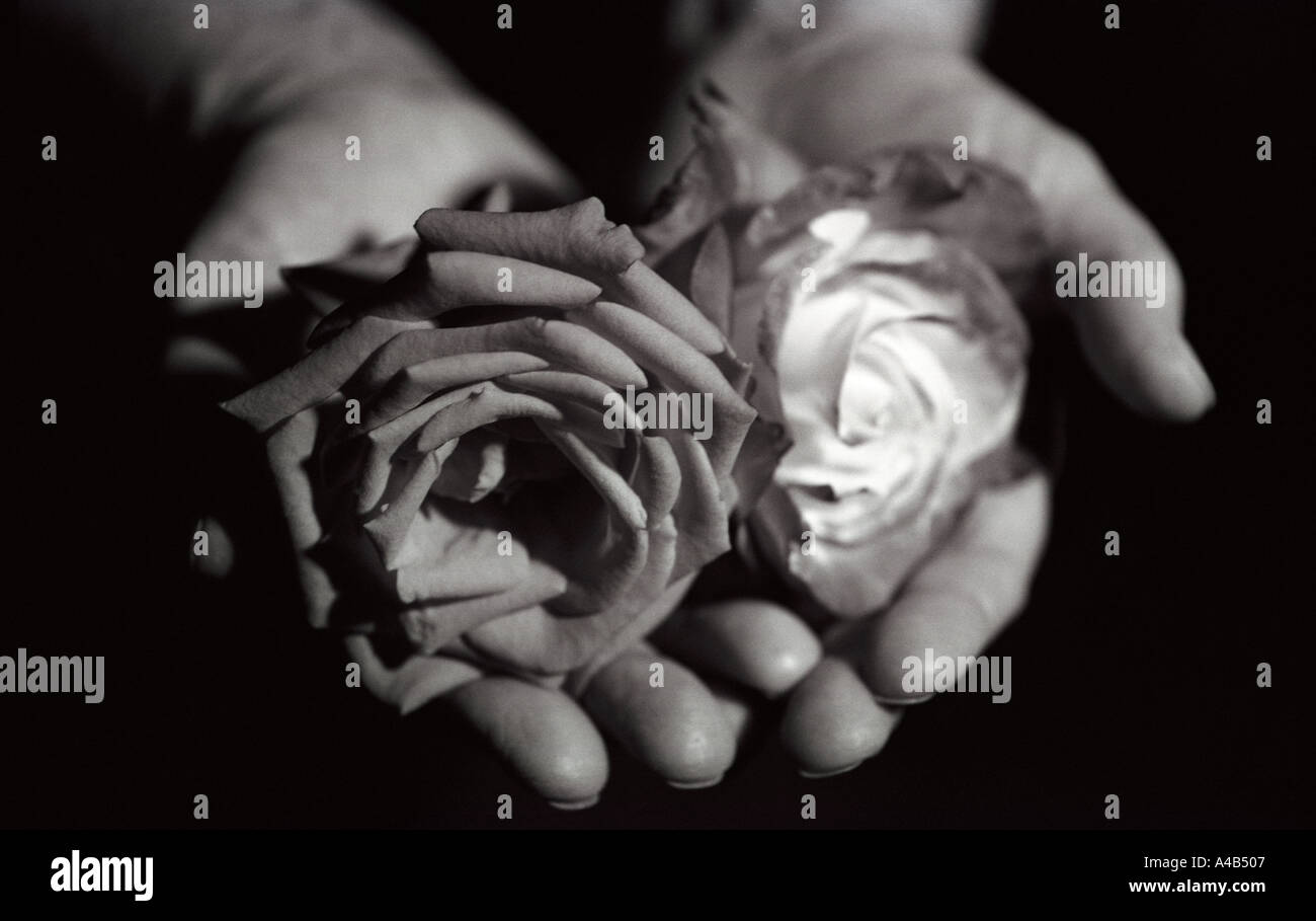 Hands with roses Stock Photo - Alamy