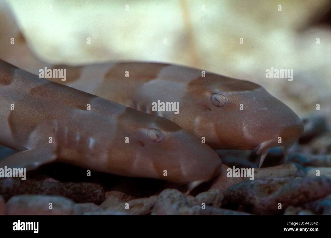 Gummy sharks hi-res stock photography and images - Alamy