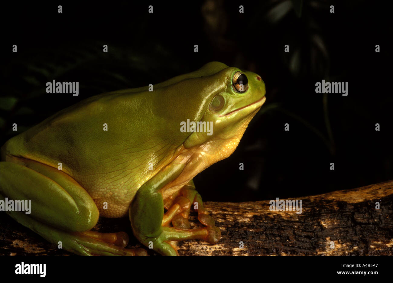 green tree frog litoria gracilenta Stock Photo - Alamy