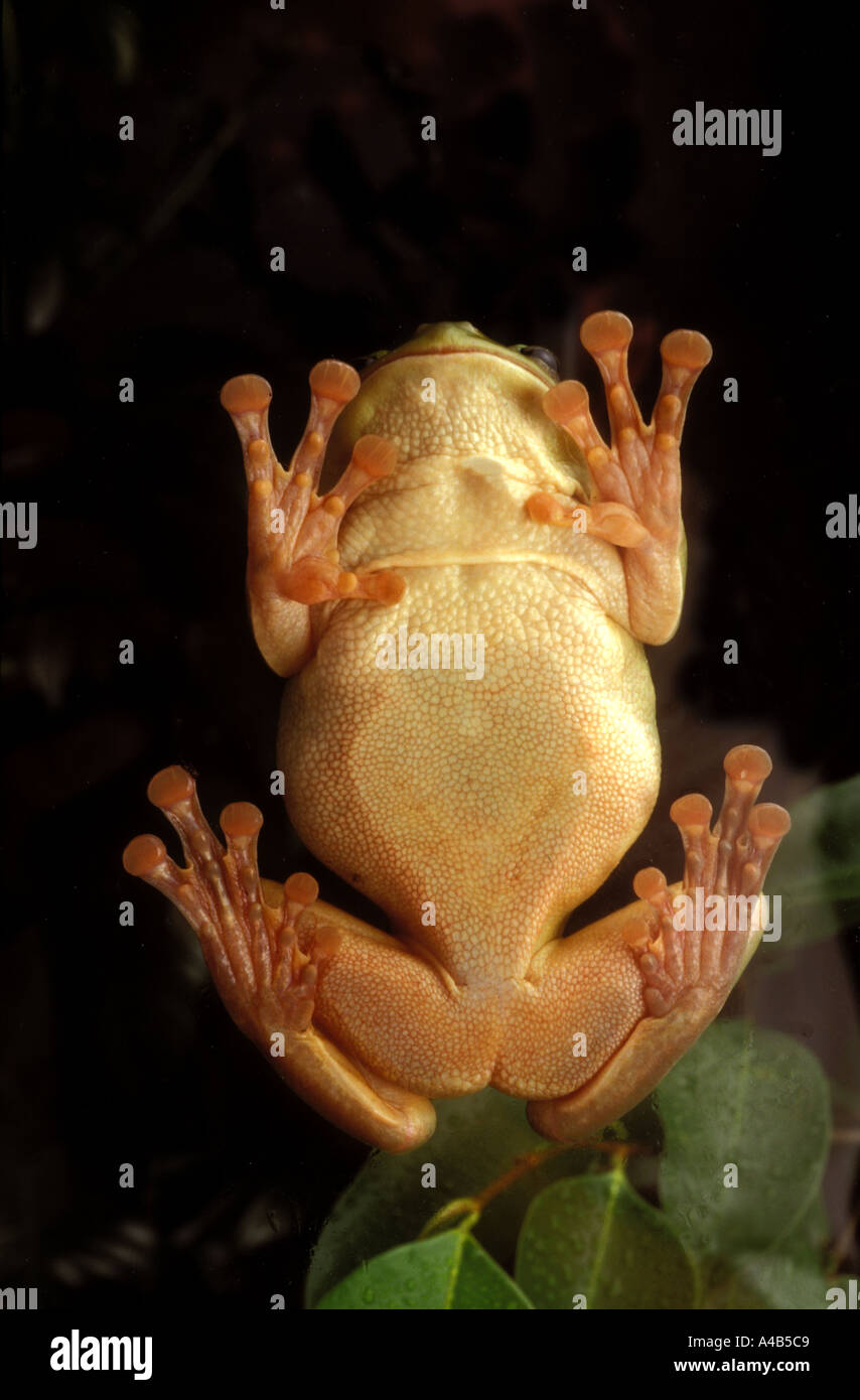 green tree frog litoria gracilenta Stock Photo - Alamy