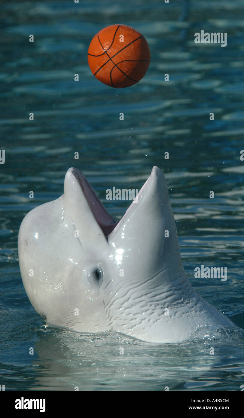 Beluga basketball hi-res stock photography and images - Alamy