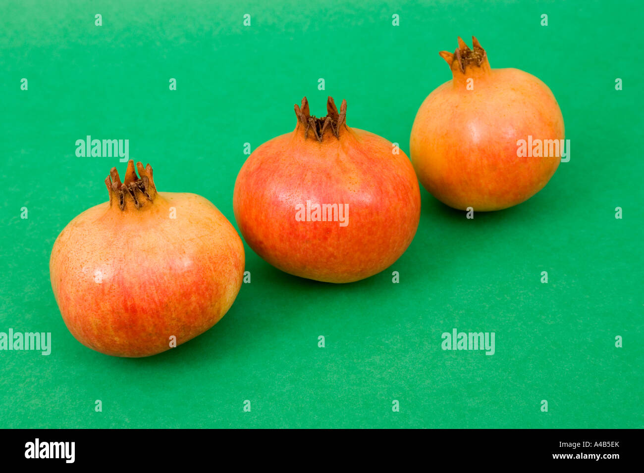 Parietal placentation hi-res stock photography and images - Alamy