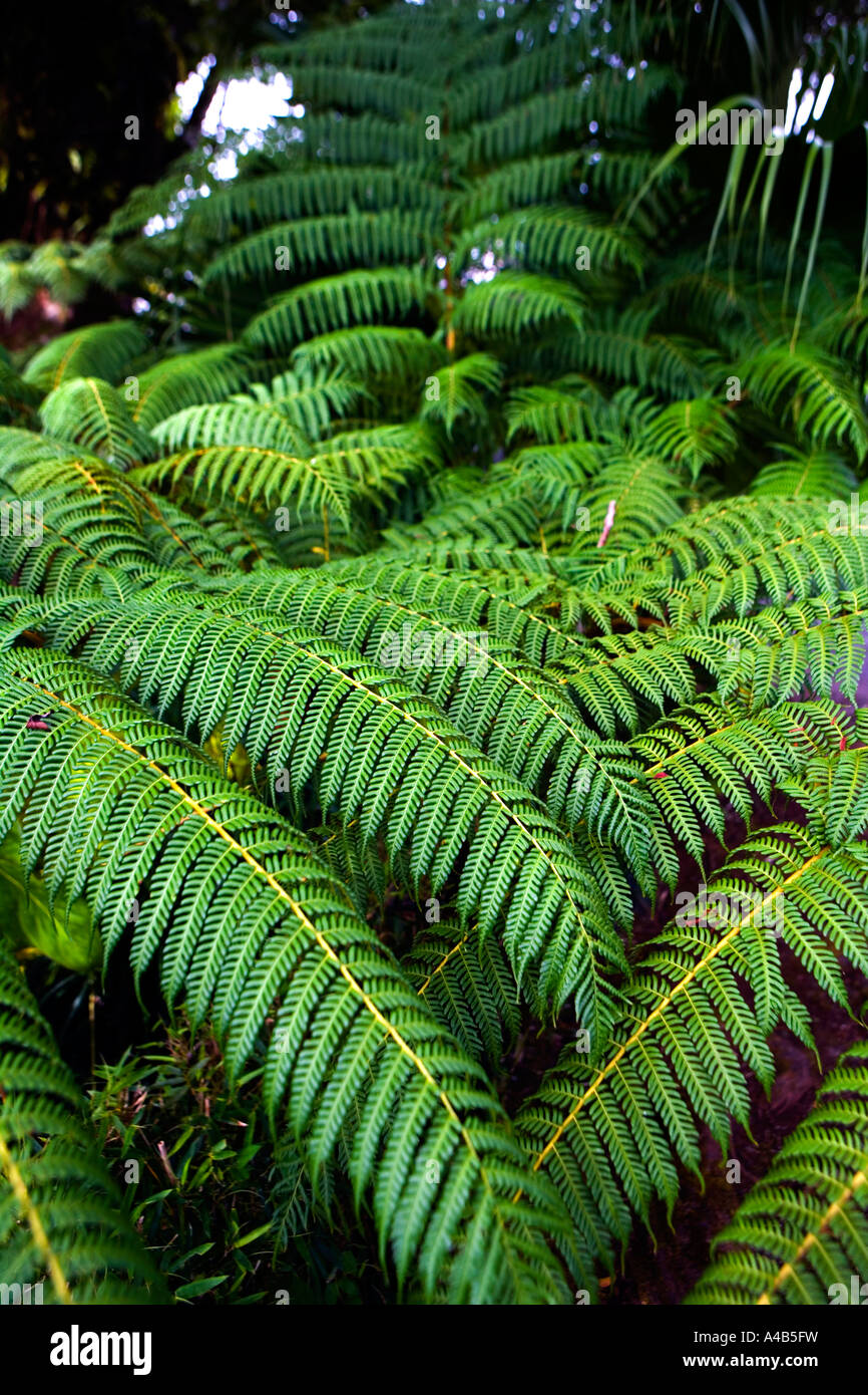 Shade ferns vegetation plants nature botany hi-res stock photography ...
