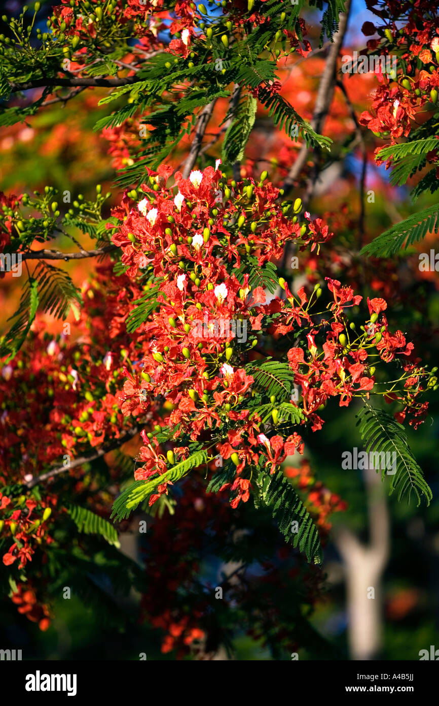 "Flamboyant" tree in full glory against late afternoon sky, "Mauritius ...