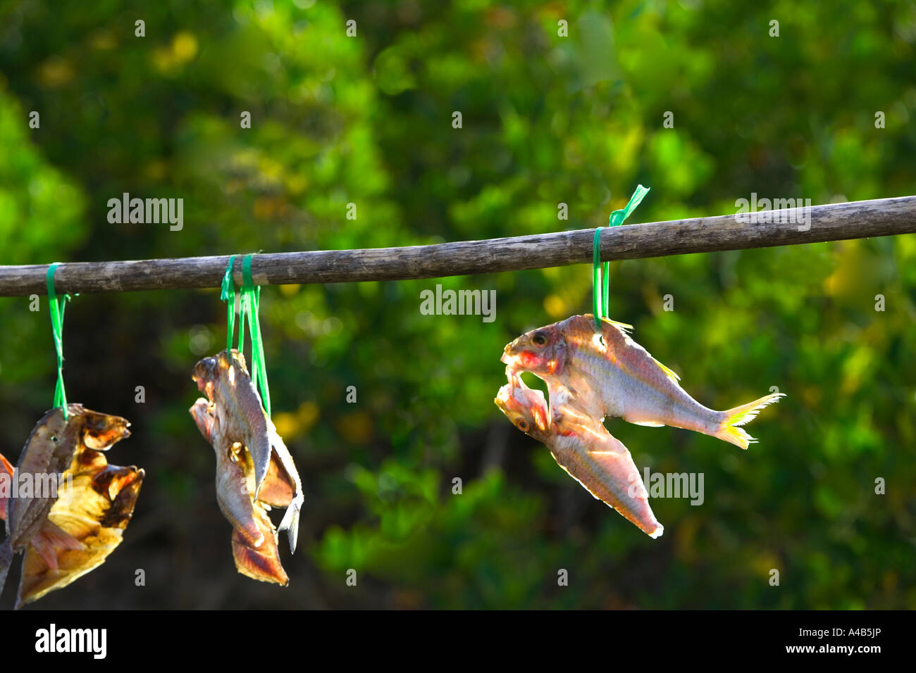 Fish drying in "Rodrigues" “Mauritius” Stock Photo - Alamy