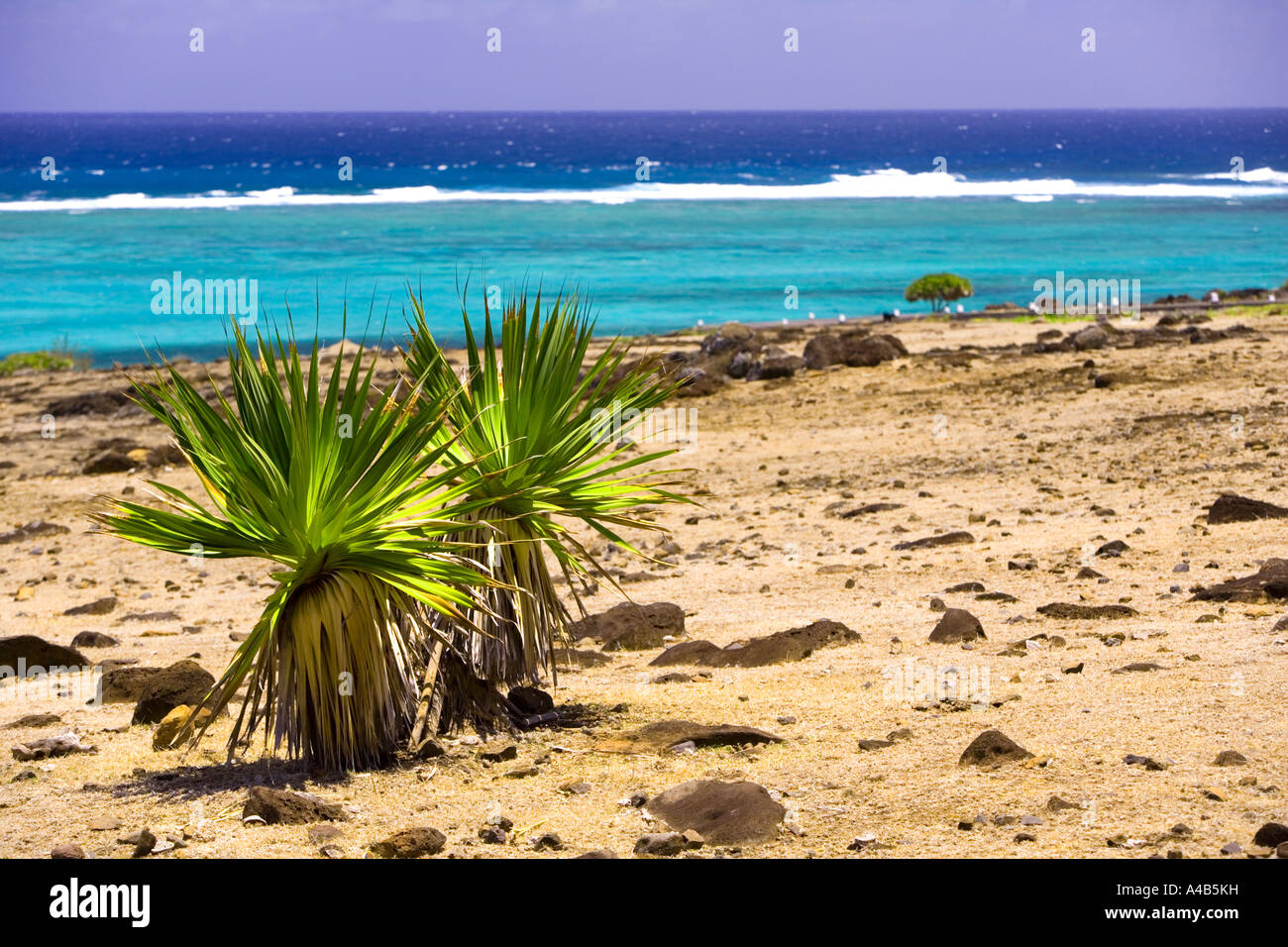 Vacoas plants hi-res stock photography and images - Alamy