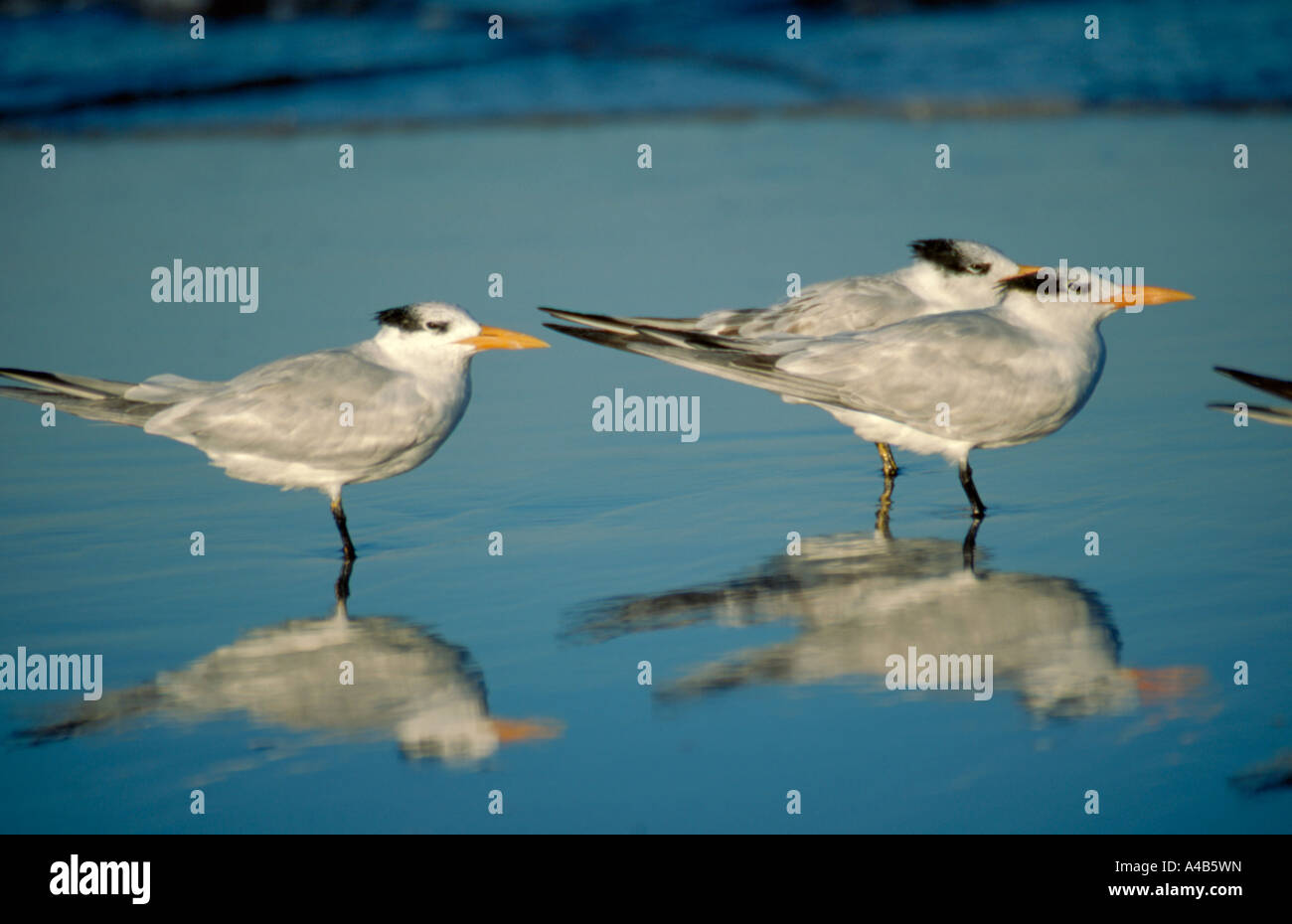 Royal Terns (Sterna maxima); Ormond Beach, Florida, USA Stock Photo - Alamy