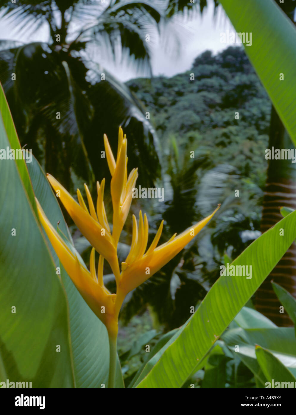 Heliconia angusta red holiday hi-res stock photography and images - Alamy