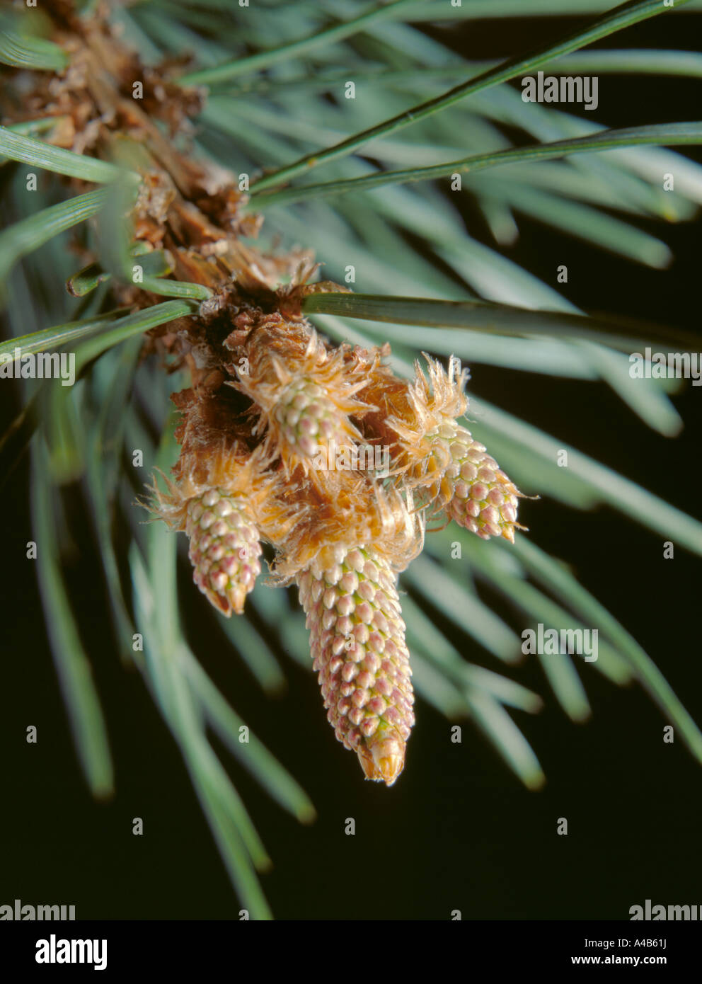 The flowers of Scots Pine (Pinus sylvestris Stock Photo - Alamy