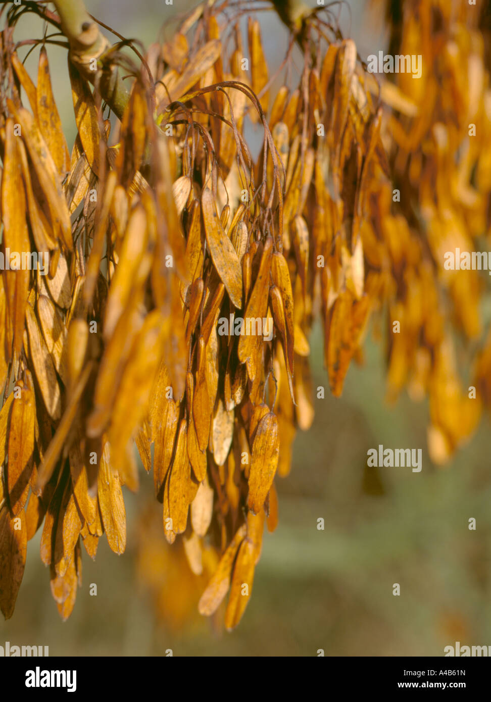 Seed cluster on ash hi-res stock photography and images - Alamy