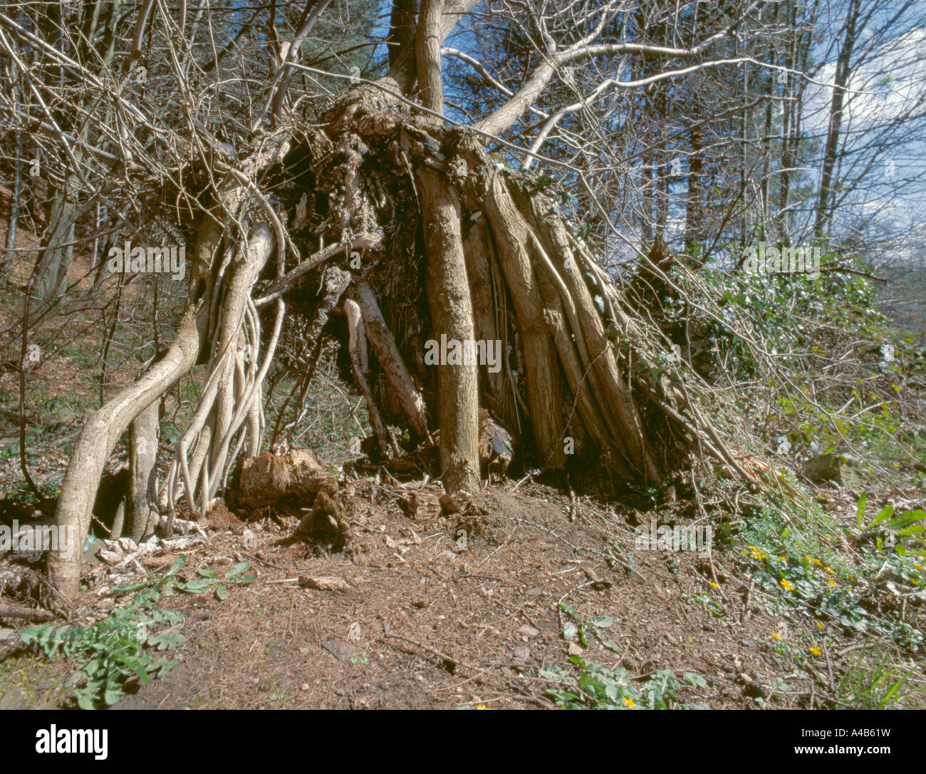 Exposed tree roots; adjacent to River Derwent, Chopwell Woods, Tyne ...