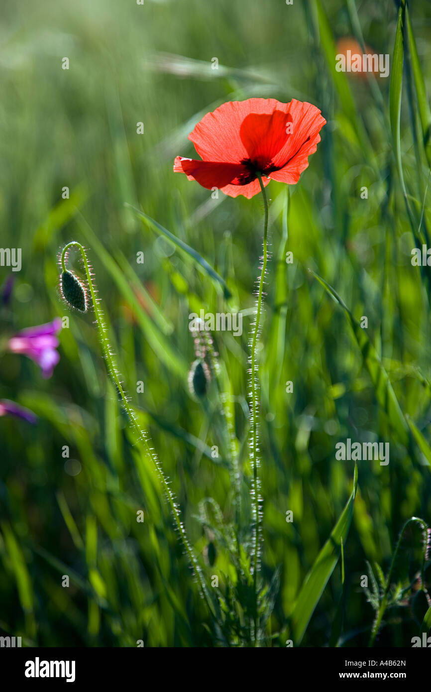Fallen out with each other hi-res stock photography and images - Alamy
