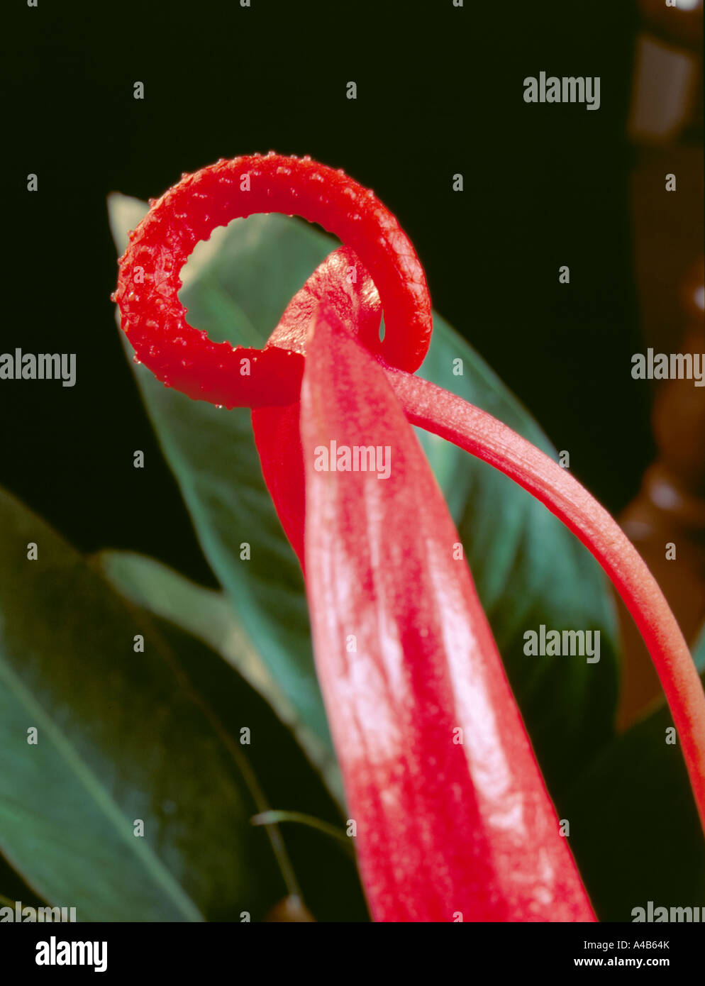 Spadix of Anthurium Scherzeranum; Barbados, Caribbean Stock Photo - Alamy