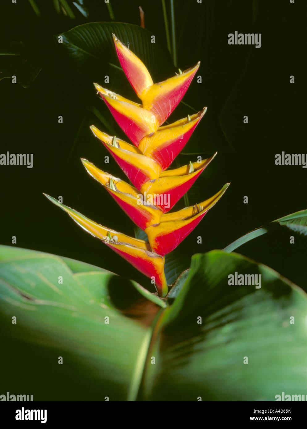 Parrot's helliconia (Heliconia psittacorum); Barbados, Caribbean Stock ...
