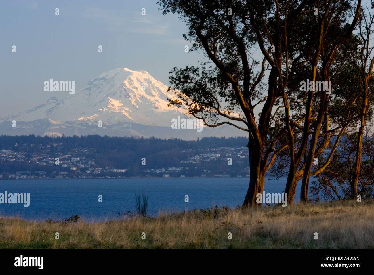 Mt Rainier & Vashon Madronas Stock Photo - Alamy