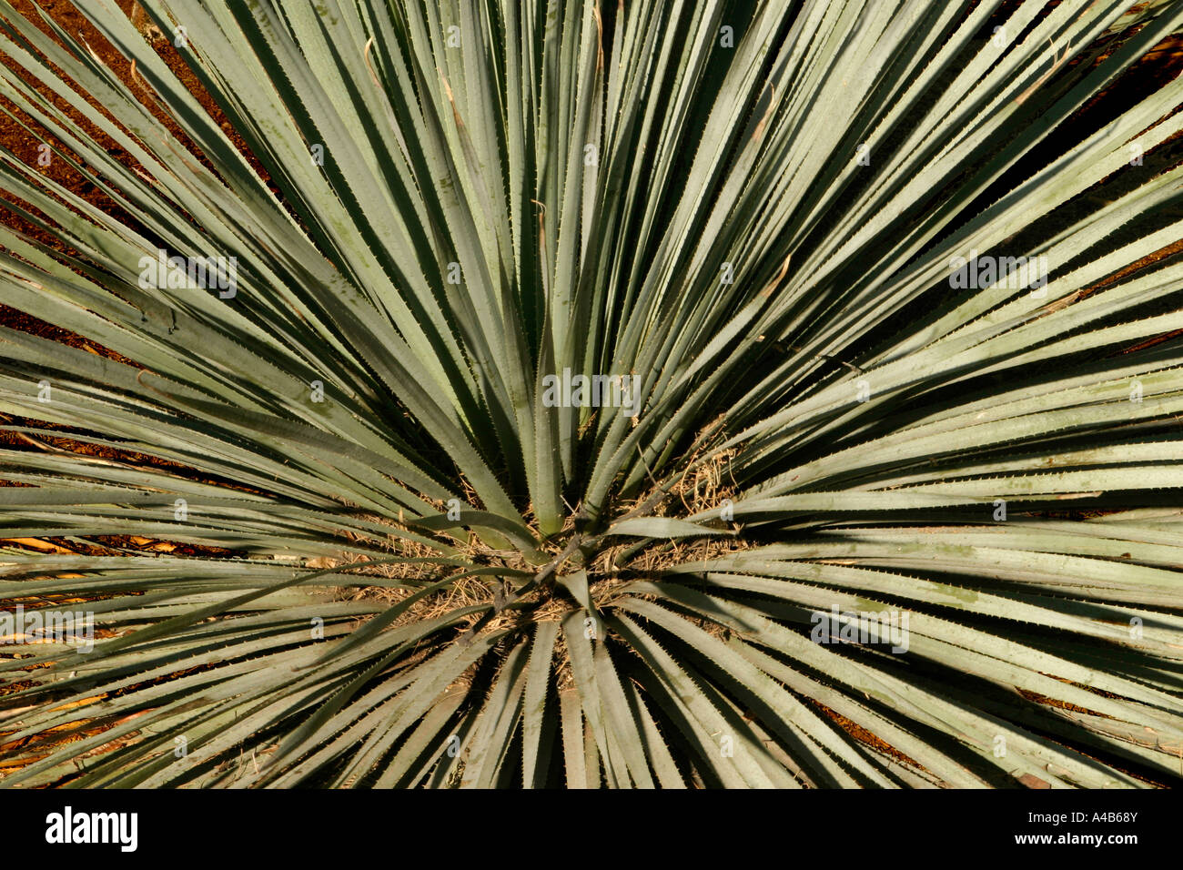 Desert Plant Abstract Stock Photo - Alamy