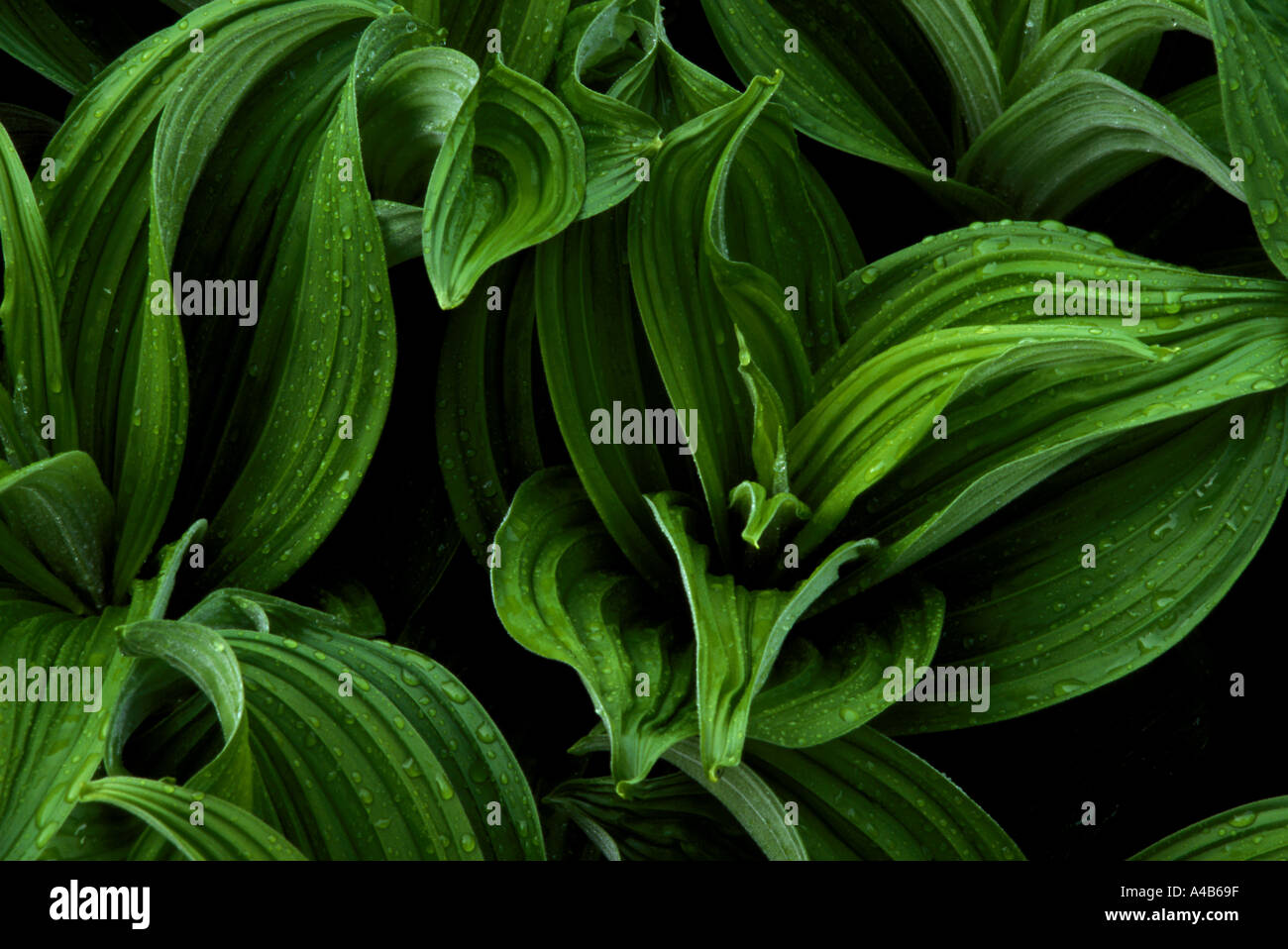Indian hellebore hi-res stock photography and images - Alamy