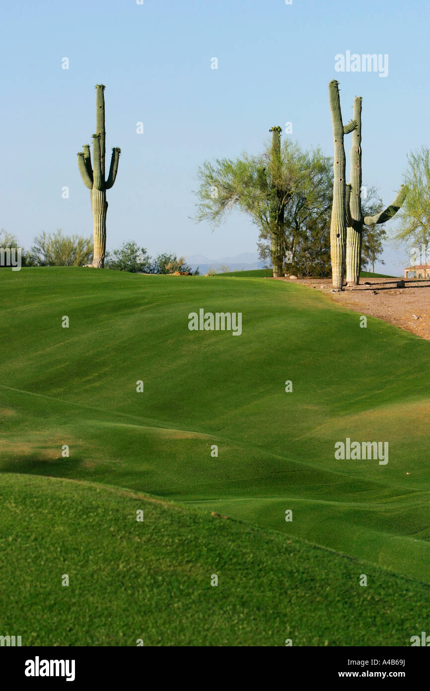 Two Cactus On A Golf Course Stock Photo - Alamy
