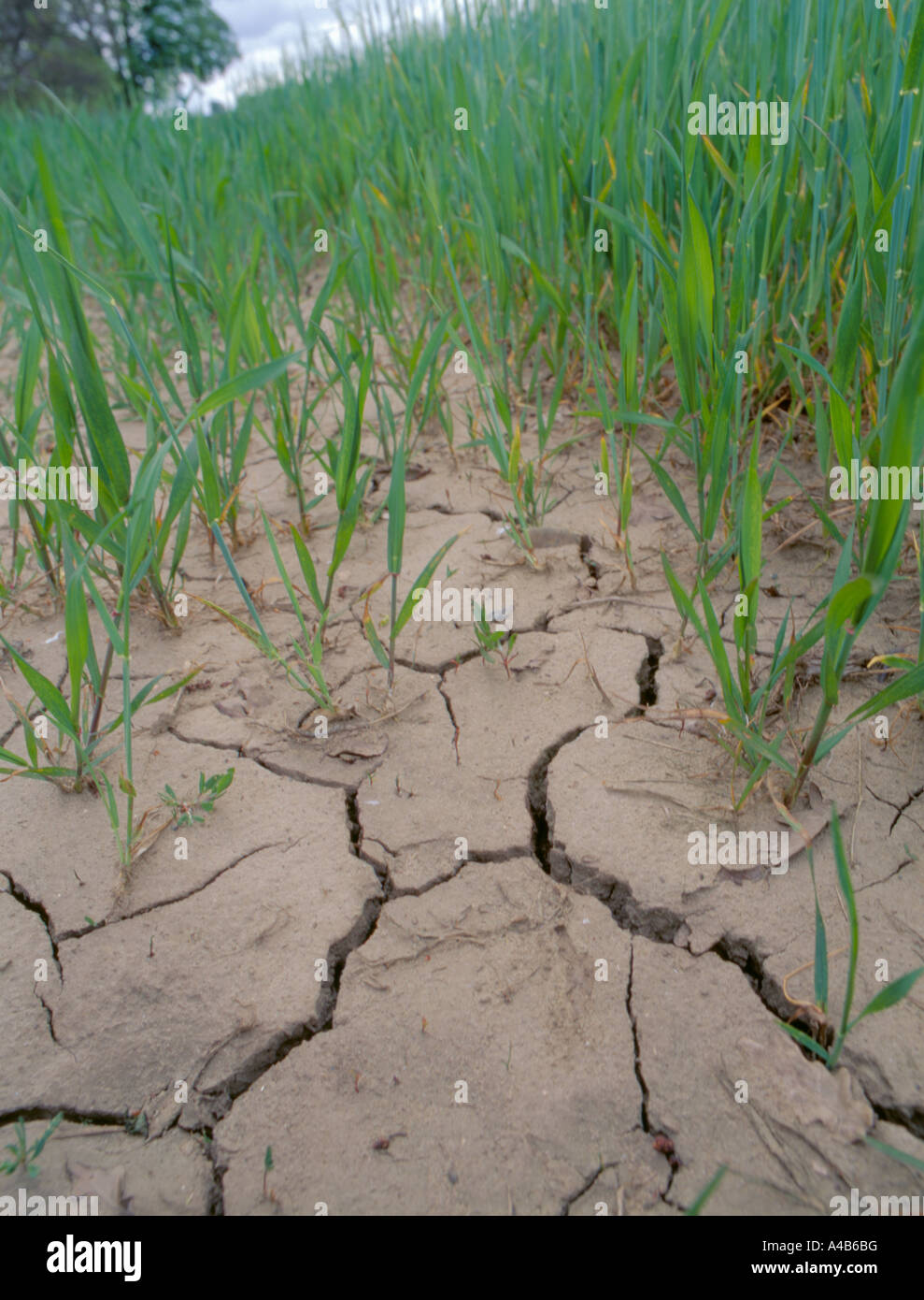 Parched wheat field with a cultivated wheat crop (Triticum aestivum ...