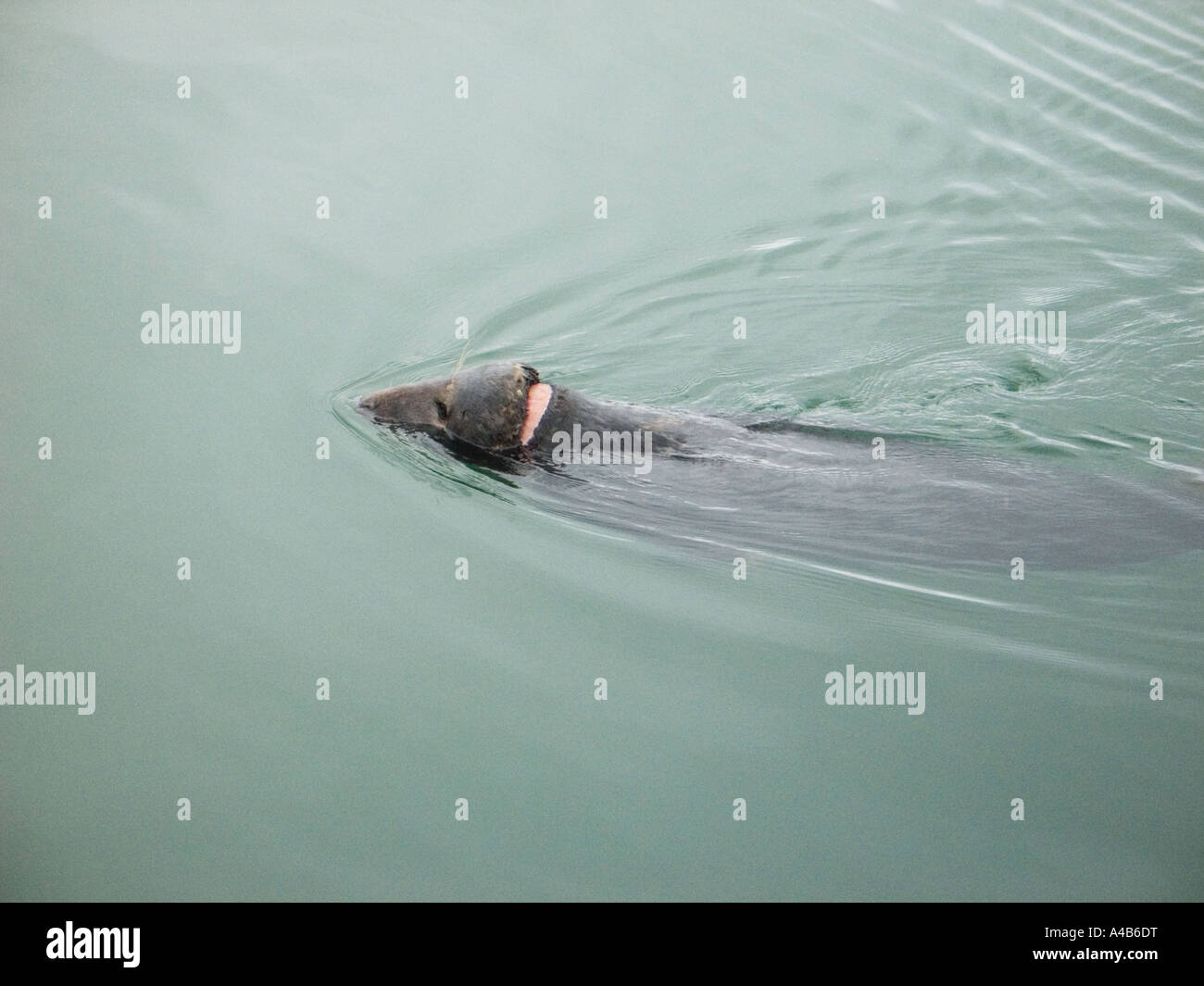 grey seal swimming in sea showing neck injury typically caused by ...