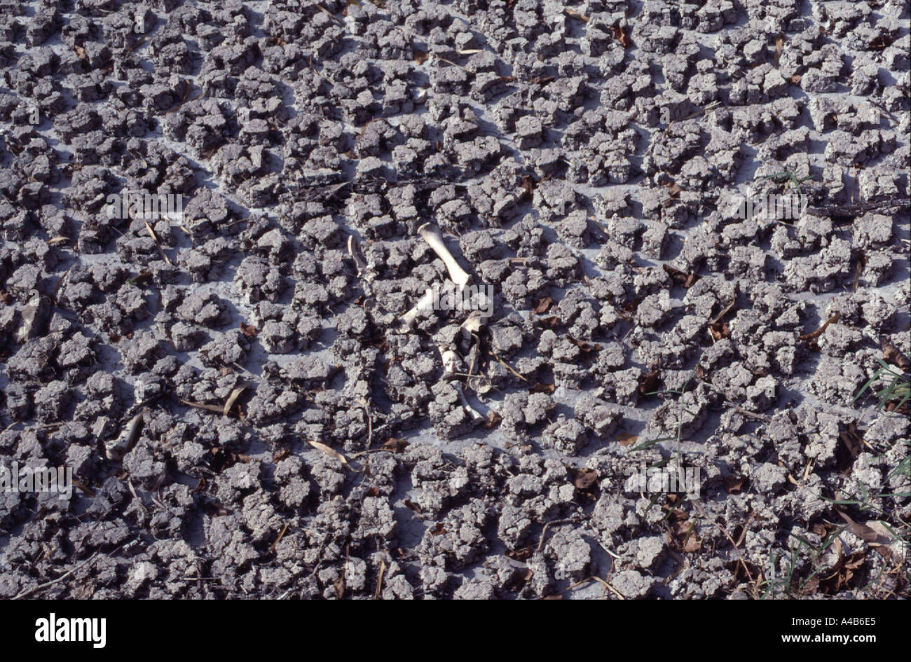 Reservoir floor of drought stricken area of Thailand Stock Photo - Alamy