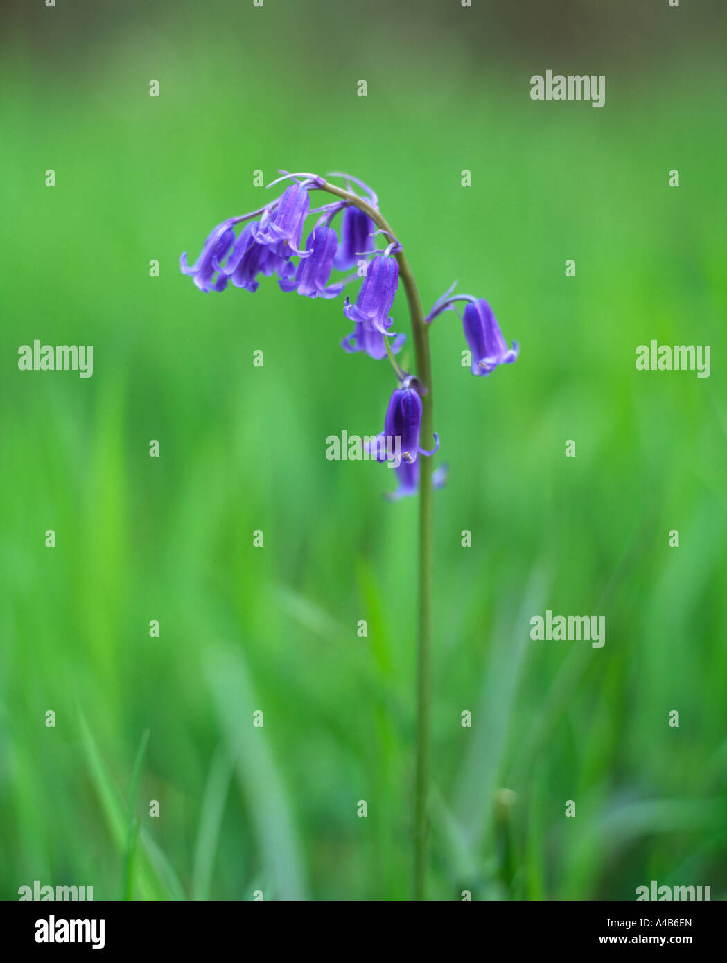 Single bluebell against a green foliage background Stock Photo - Alamy