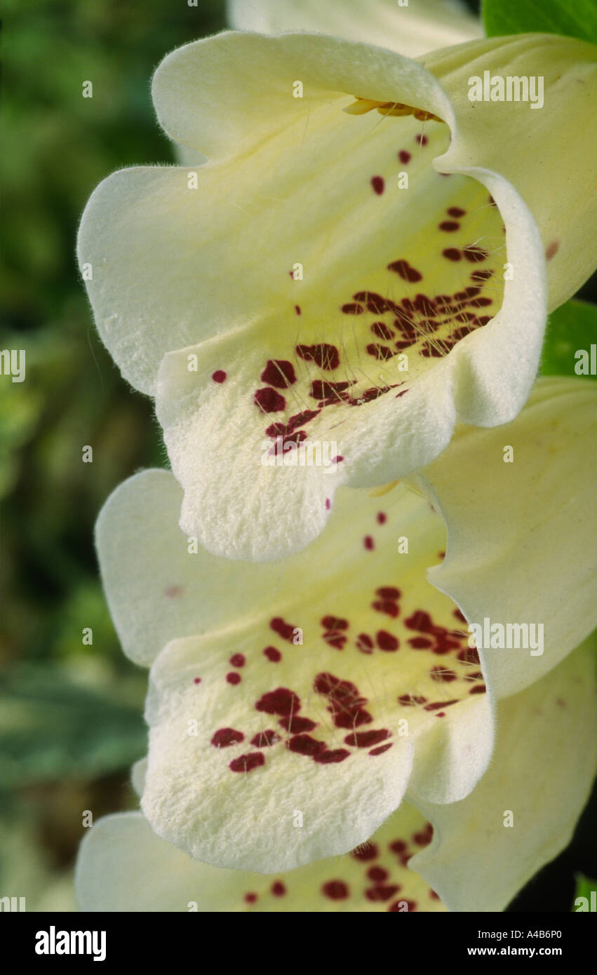 Primrose carousel hi-res stock photography and images - Alamy