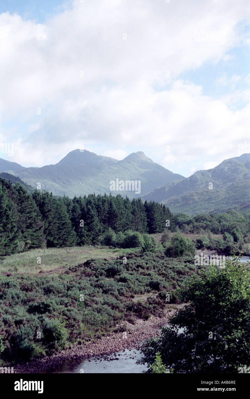 Oak tree in the ancient ariundle national nature reserve oak woods at ...