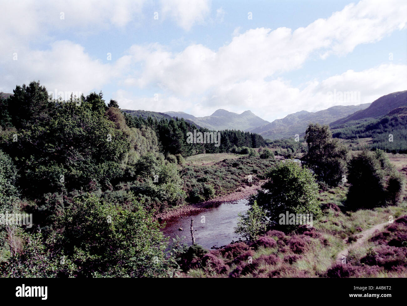 Oak tree in the ancient ariundle national nature reserve oak woods at ...