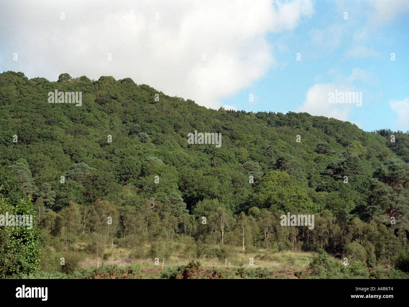 Oak tree in the ancient ariundle national nature reserve oak woods at ...