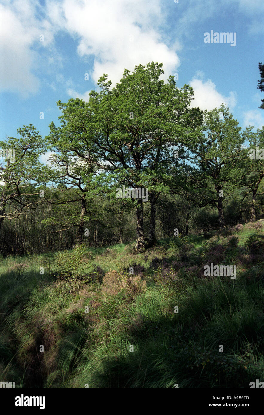 Oak tree in the ancient ariundle national nature reserve oak woods at ...