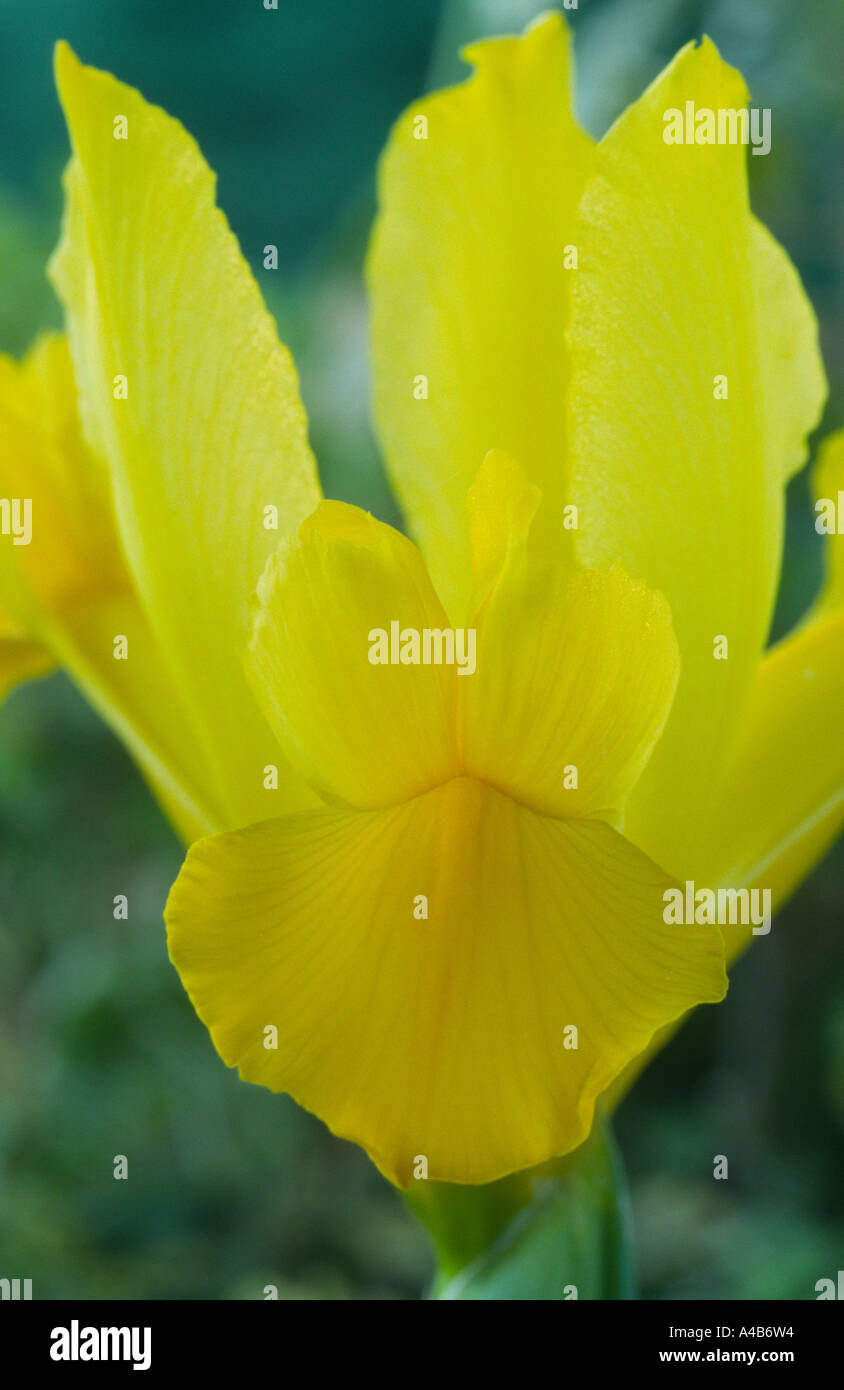 Iris amber beauty hi-res stock photography and images - Alamy