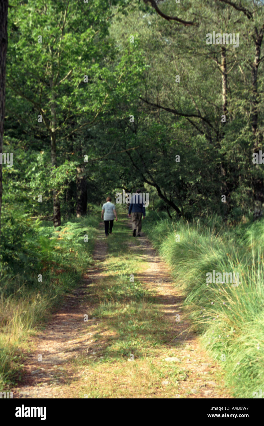Oak tree in the ancient ariundle national nature reserve oak woods at ...