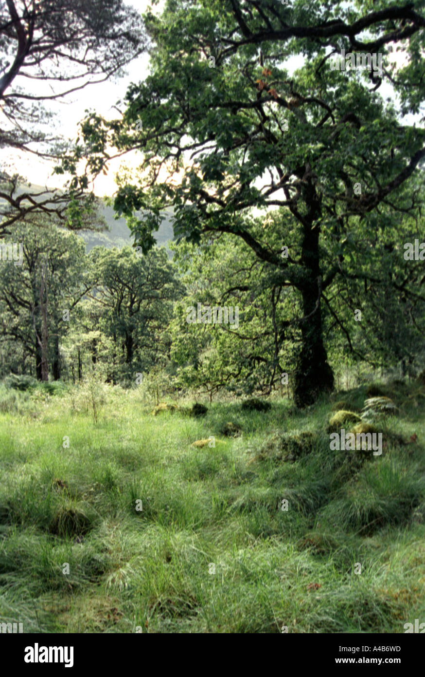 Oak tree in the ancient ariundle national nature reserve oak woods at ...