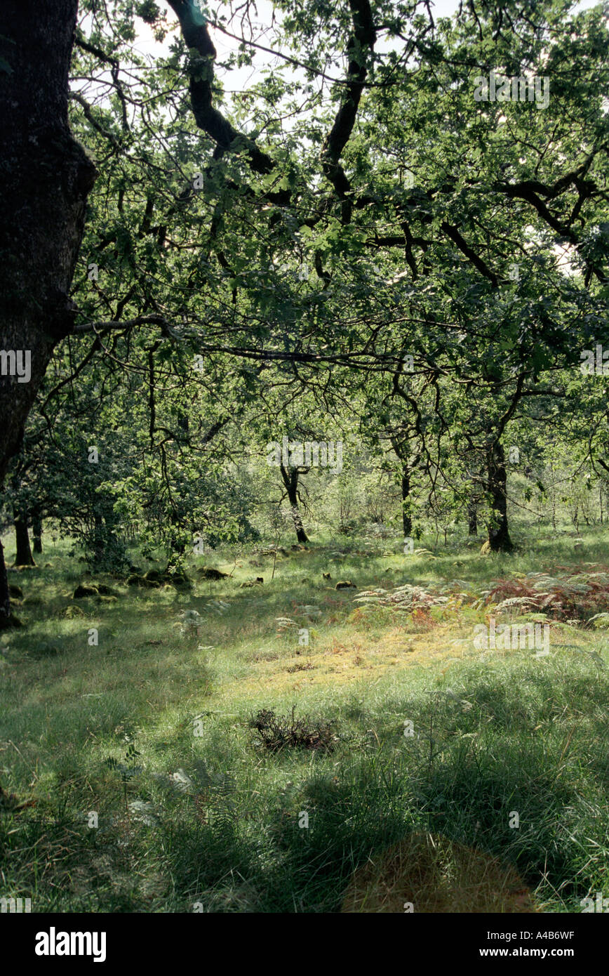 Oak tree in the ancient ariundle national nature reserve oak woods at ...