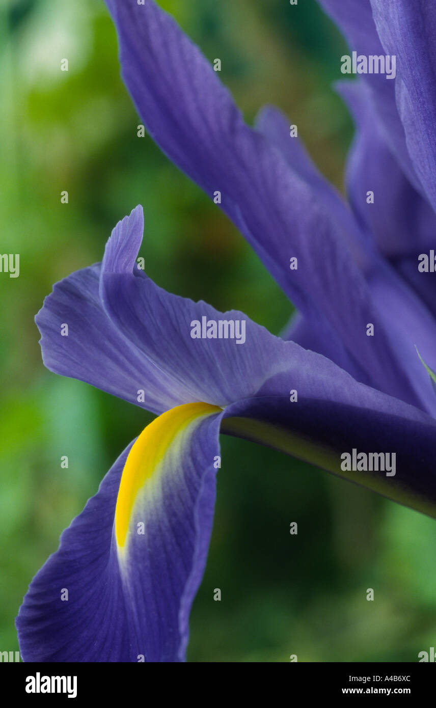 Iris 'Professor Blaauw' AGM Dutch iris Stock Photo - Alamy
