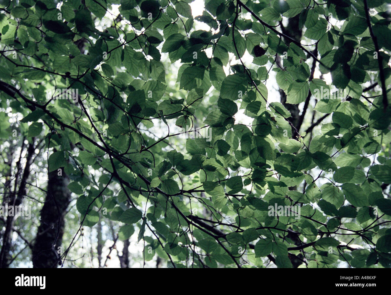 Oak tree in the ancient ariundle national nature reserve oak woods at ...