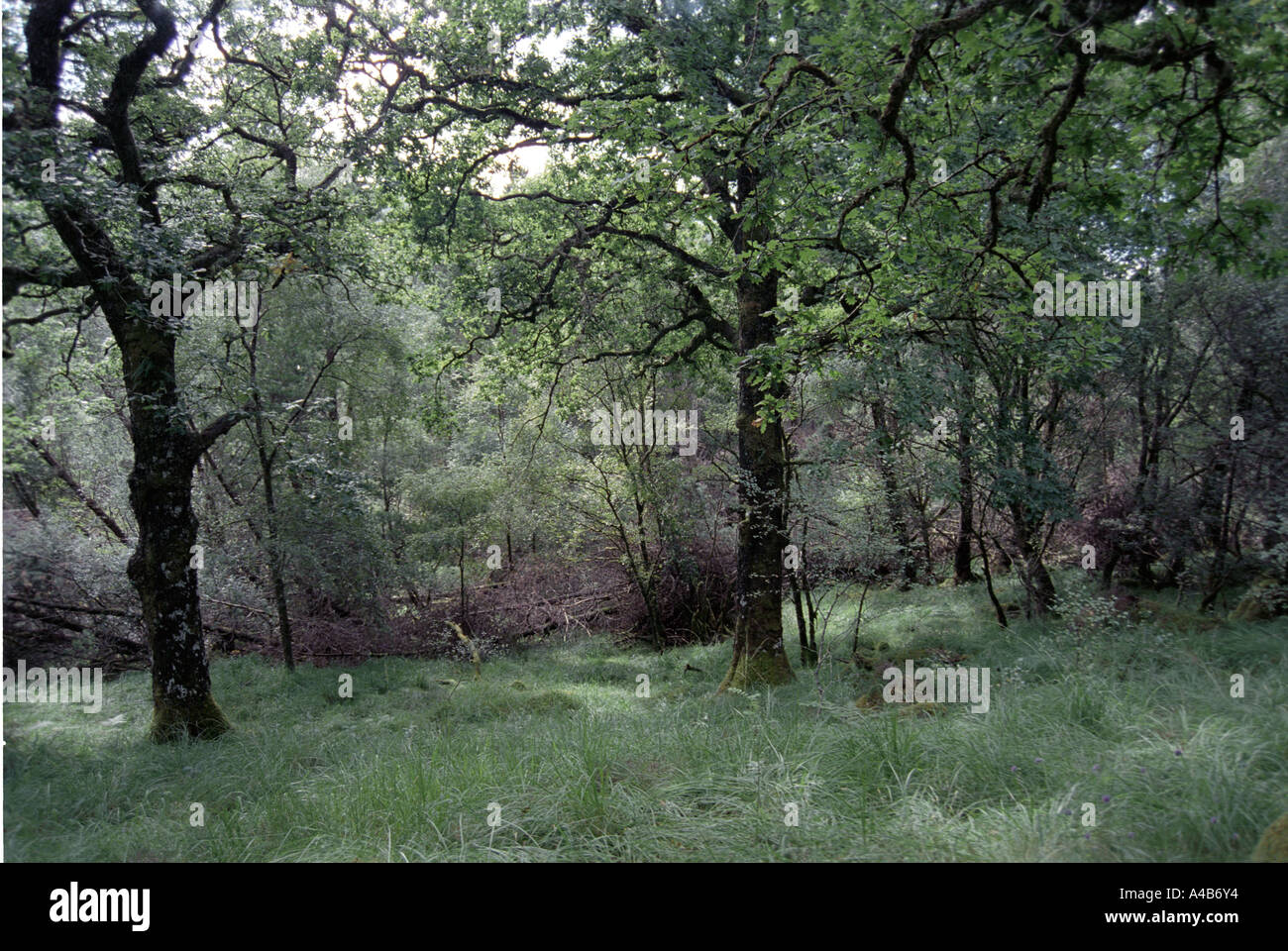 Oak tree in the ancient ariundle national nature reserve oak woods at ...