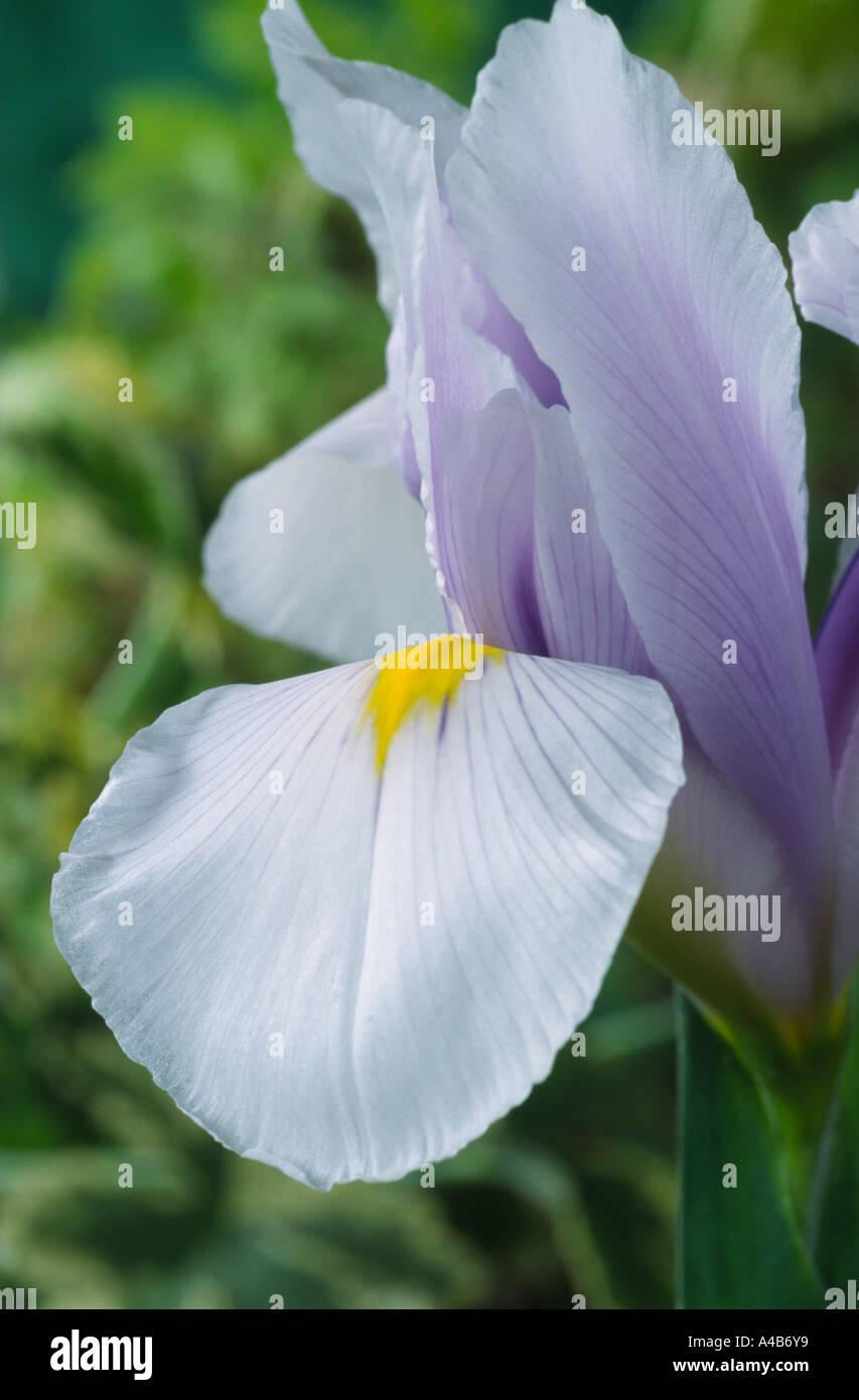 Iris 'Silver Beauty' Dutch iris Stock Photo - Alamy