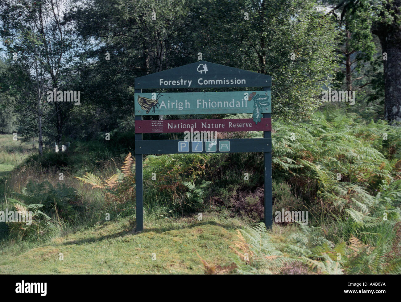 Oak tree in the ancient ariundle national nature reserve oak woods at ...