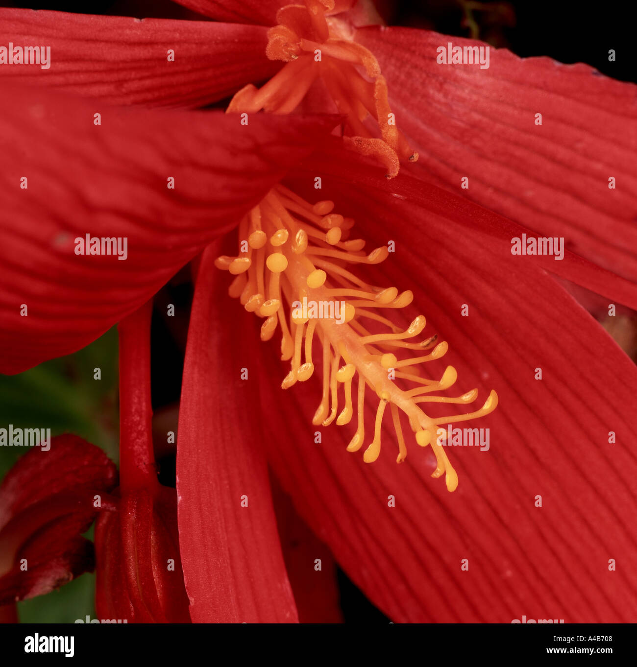 Tuberous structure hi-res stock photography and images - Alamy