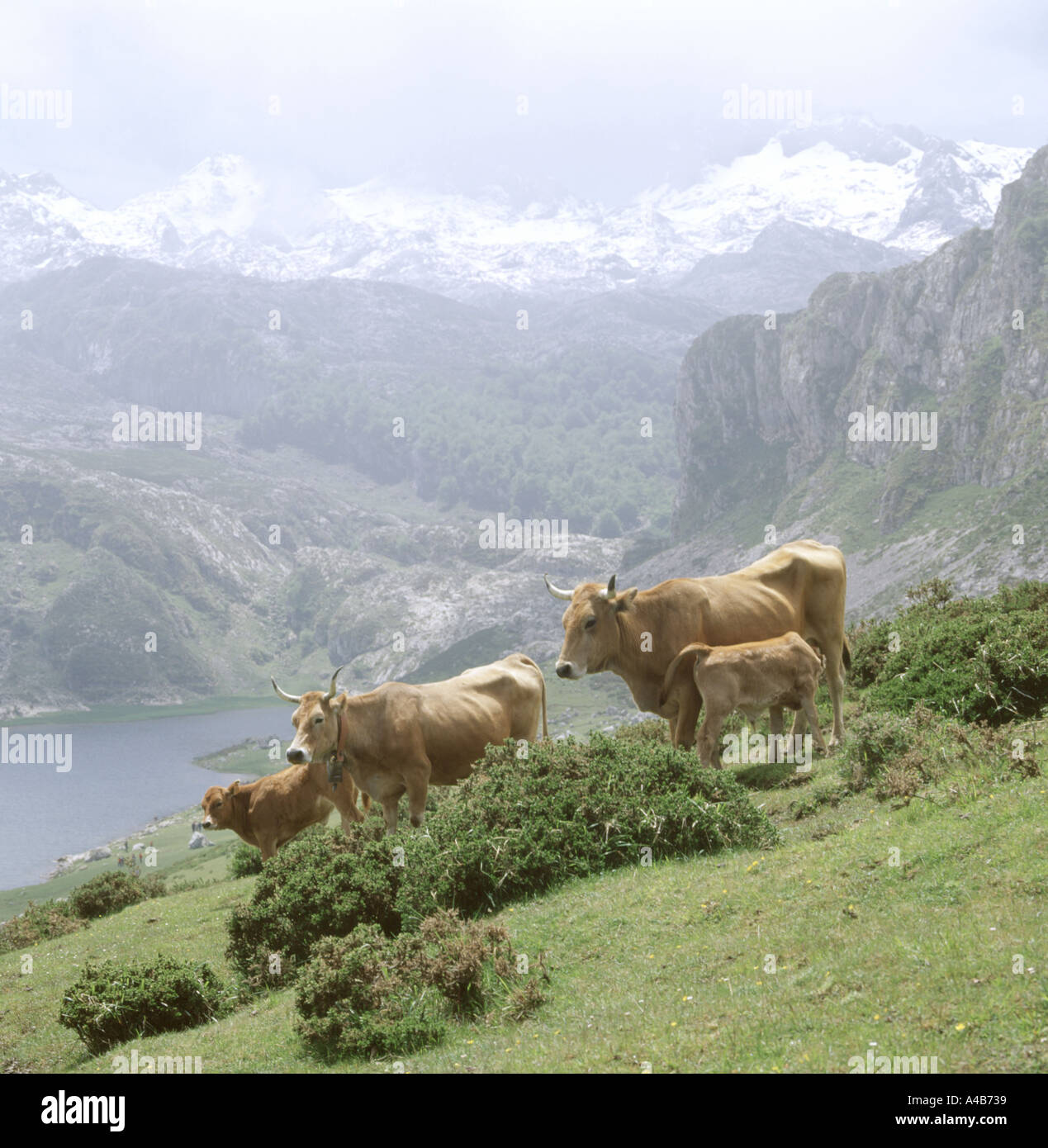 Asturian mountain cattle in the Picos de Europa above Covadonga ...