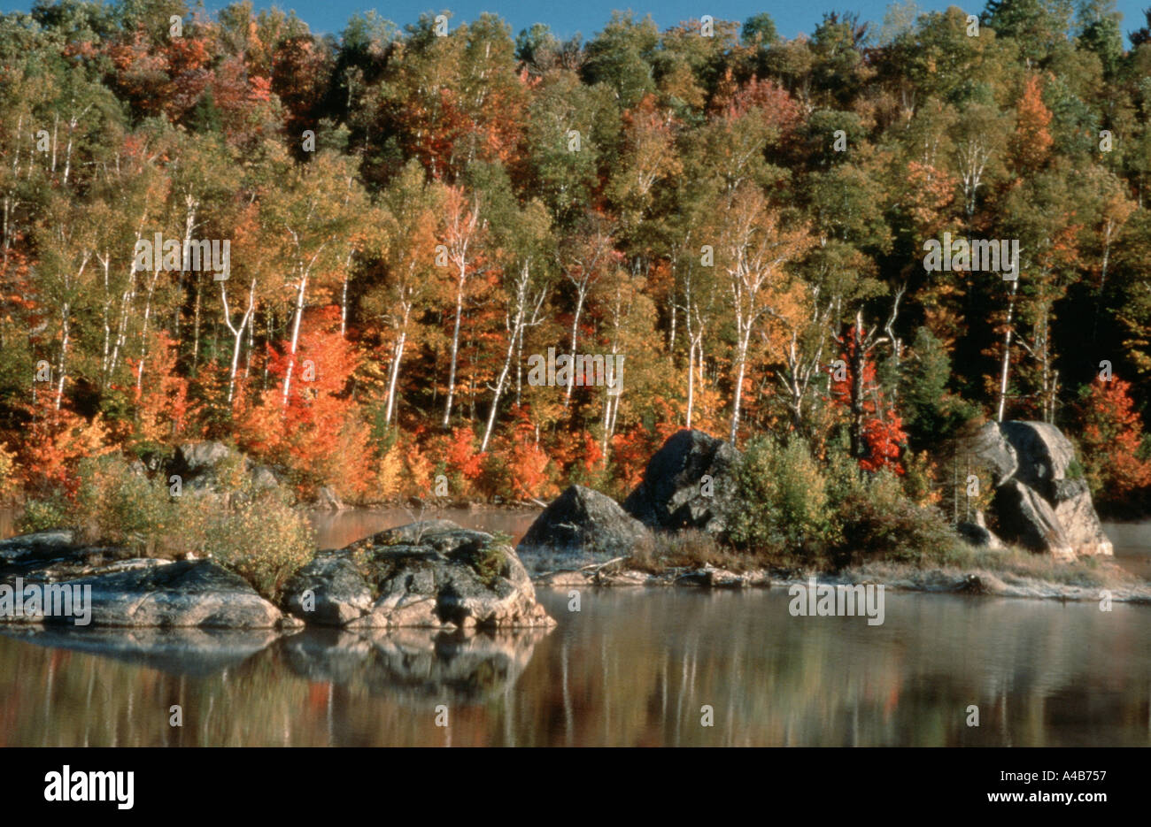 Maple Autumn Foliage Stock Photo - Alamy