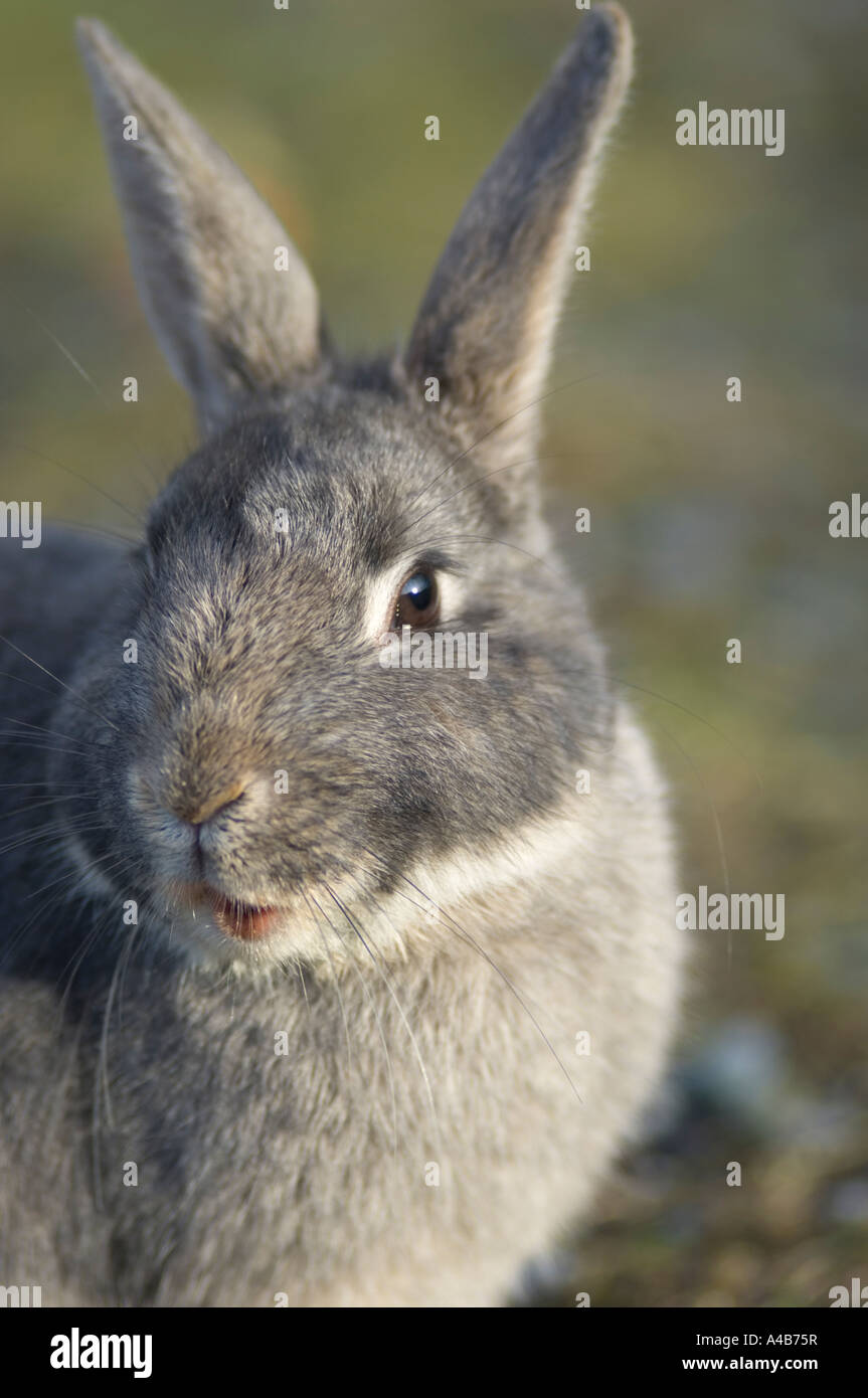 portrait of a rabbit outdoors Stock Photo - Alamy