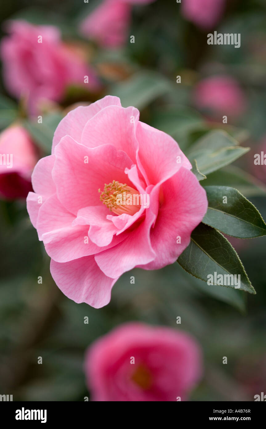 Camellia Rigadoon Williamsii Stock Photo - Alamy