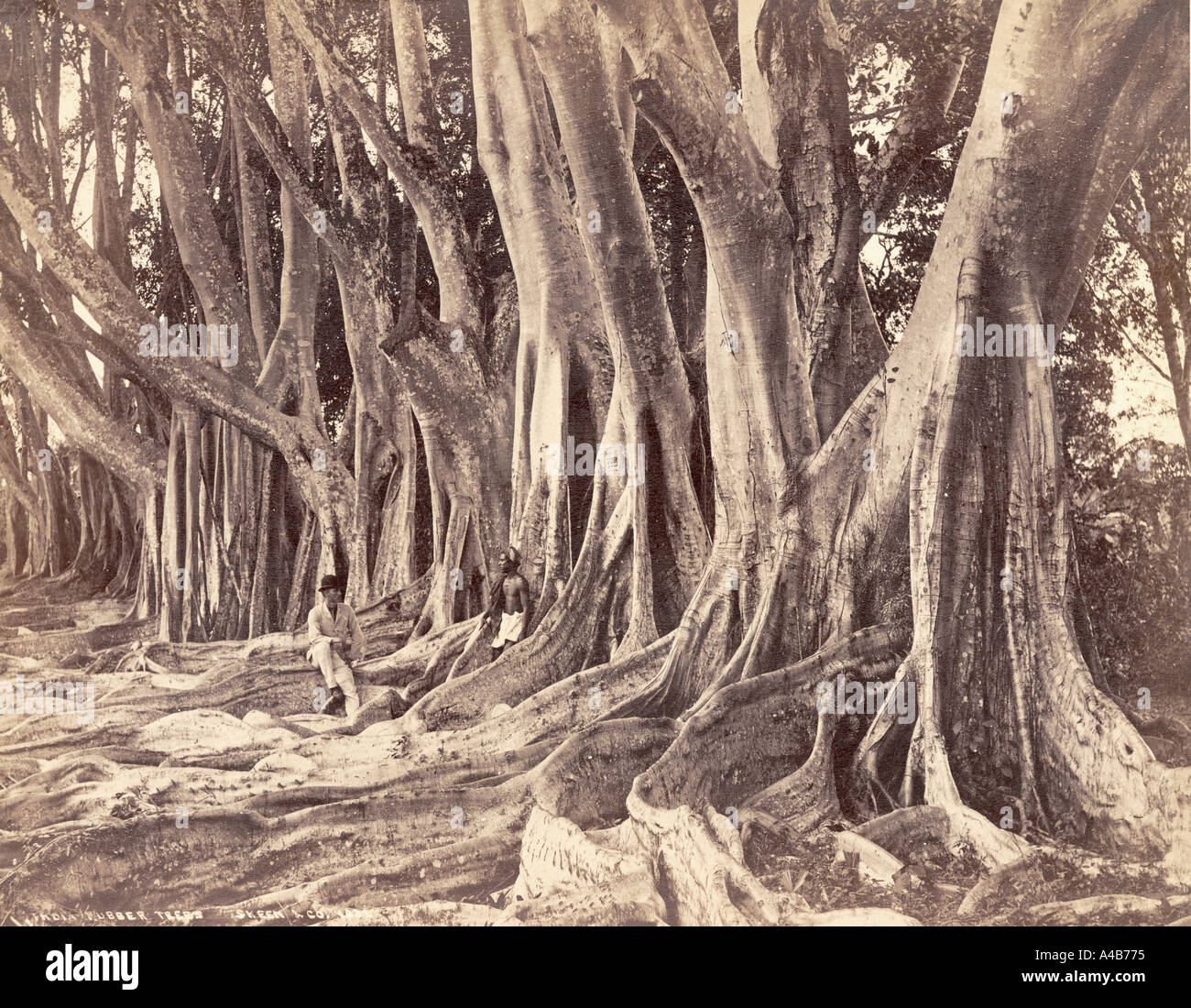 Rubber Trees Ceylon Stock Photo - Alamy