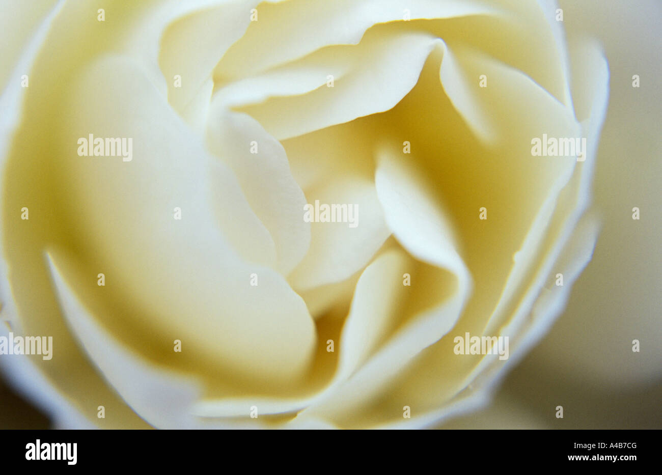 Ivory rose hi-res stock photography and images - Alamy